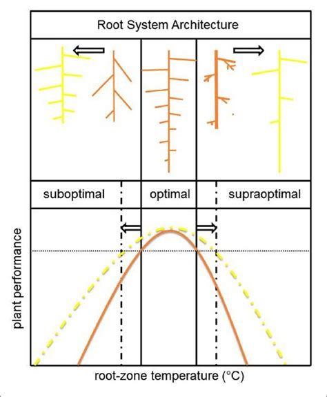 Schematic Overview Of The Effect Of Root Zone Temperature On Plant Download Scientific