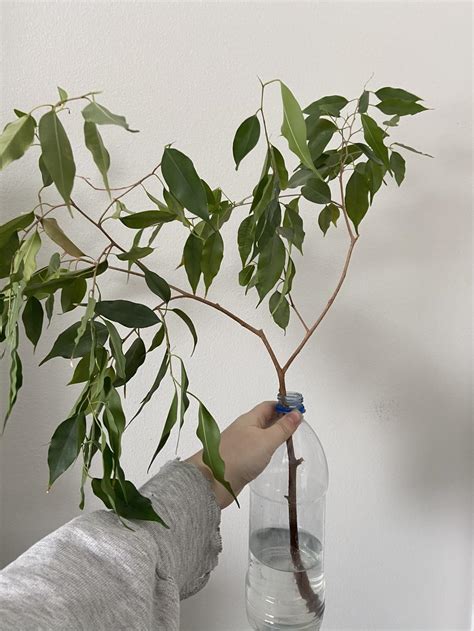 Propagating Weeping Fig In The Ask A Question Forum Garden Org