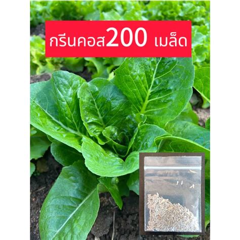 เมล็ดผักสลัด กรีนโอ๊ค เมล็ดผักสวนครัว เมล็ดผักไฮโดรโปนิกส์ มีสายพันธุ์ สลัดแก้ว ฟินเล่ย์ กรีน