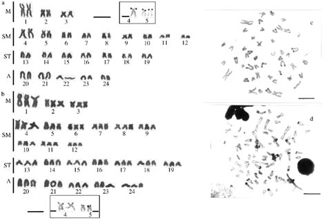 Diploid And Triploid Karyotypes Of Sinkhole 2 Astyanax Specimens The Download Scientific