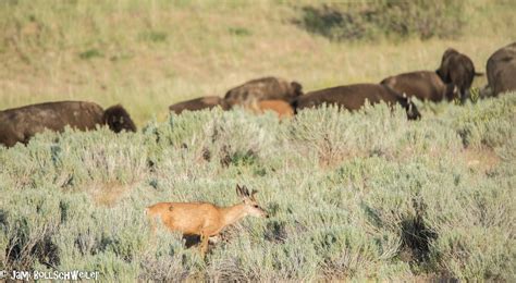 Mule Deer And Bison At Antelope Island State Park Utah