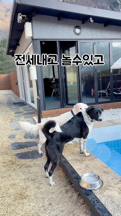 정말 후회되는 강아지들 동반 여행 Youtube