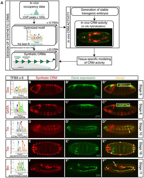 Simple Synthetic Elements Containing Homotypic TF Motifs Can Generate Download Scientific