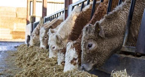 Methane Suppressing Feed Products Defra Commits To Introduction In England Nfuonline