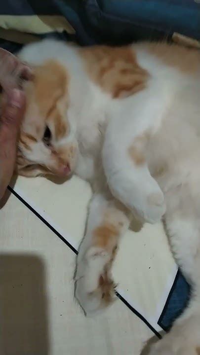 My Lovely Chilo Youtube