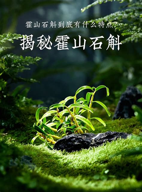 石斛科普｜霍山石斛到底为什么如此珍贵 小红书 花瓣网