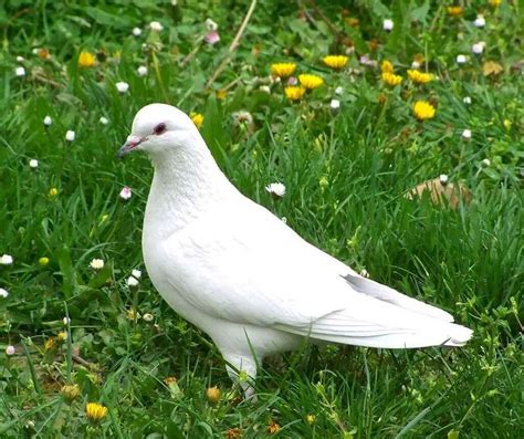 Difference Between White Dove And Pure White At Martha Chouinard Blog