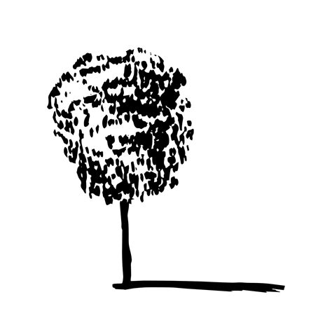 Hand Drawn Beech Tree Sketch Vector Beech Tree Miniature Isolated 14569460 Vector Art At Vecteezy