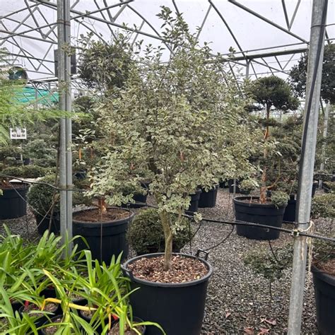 Buy Pittosporum Tenuifolium Garnettii Architectural Plants
