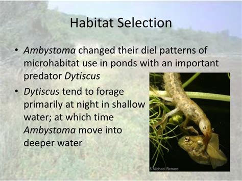 Ppt Habitat Selection Powerpoint Presentation Free Download Id6803606
