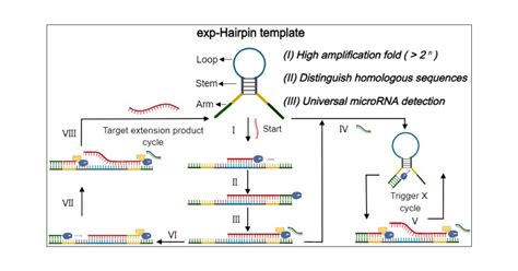 A Simple And Robust Exponential Amplification Reaction Expar Based Hairpin Template Exp