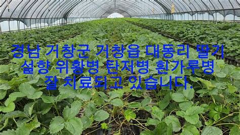 경남거창거창대동 230718화 설향 탄저병조루관주 딸기탄저병방제 딸기탄저병치료 어디에나미생단특허농자재 거창읍1