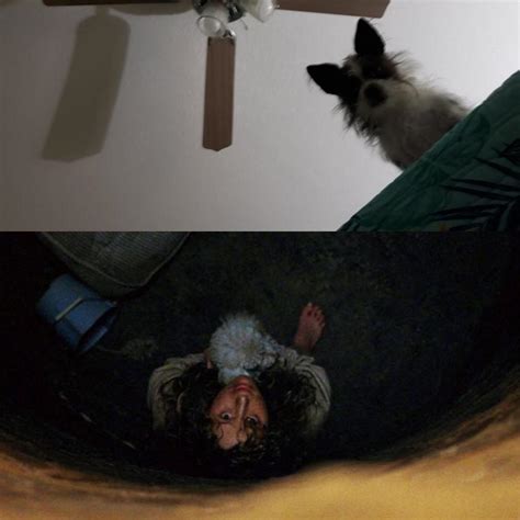 My Brother In Law Edited A Picture My Wife Took Of Our Fur Baby It Could Not Have Been A More