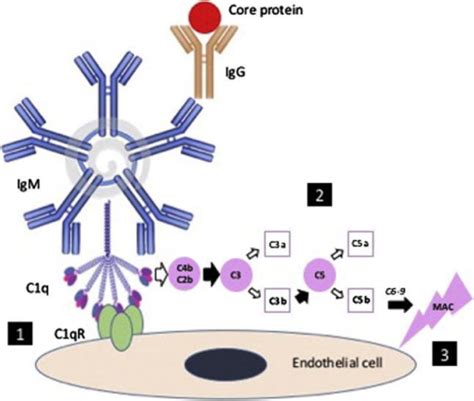 Cryoglobulin Anti Viral Core Protein Igg Antibodies Pr Open I