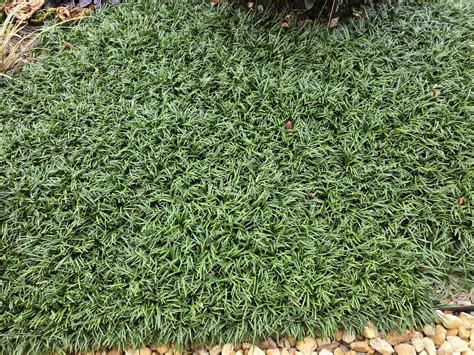 Dwarf Mondo Grass Archives Juniper Level Botanic Garden
