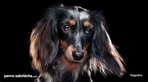 Perro Salchicha De Pelo Largo ¡peludo Sedoso Y Fiel