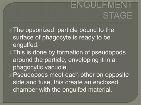 Phagocytosis Pptx