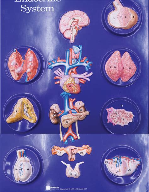 Endocrine Model Diagram Quizlet