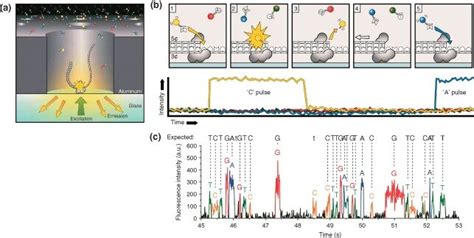 application of zero mode waveguides to single molecule real time dna