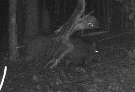 Foto Penampakan Sosok Mengerikan Terekam Kamera Jejak