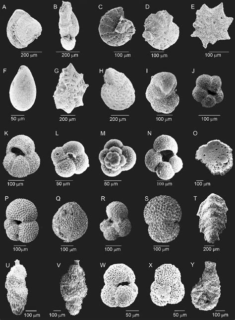 Selected Foraminifera From Modrany 1 And 2 Wells Ccore Bbox A Download Scientific Diagram