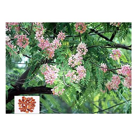 Cassia Javanica Rk Nursery And Seeds