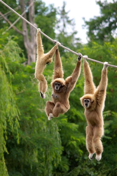 Gibbon Monkeys Stock Photography Image 10415112
