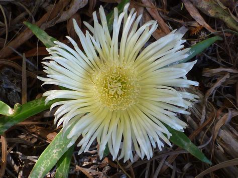Feature Weeds The Weeds Society Of Western Australia Inc