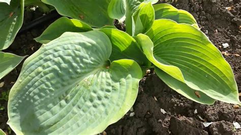 #hosta #садовыйэкспресс #хоста / Хоста Фрэнсис Вильямс (лат. hosta) в ...