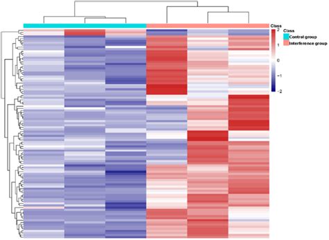 Transcriptome Sequencing Heat Map In Control Group And Interference