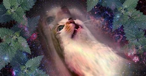 When The Catnip Kicks In Album On Imgur