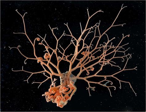 Stunning Variety Of Sea Life Found In Antarctica