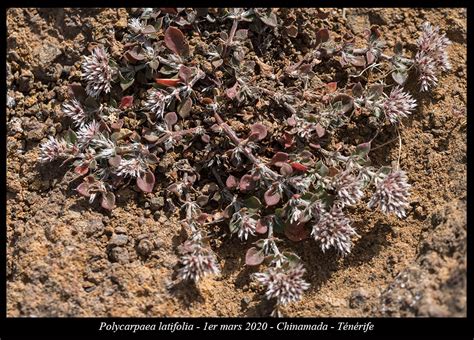 Polycarpaea Latifolia