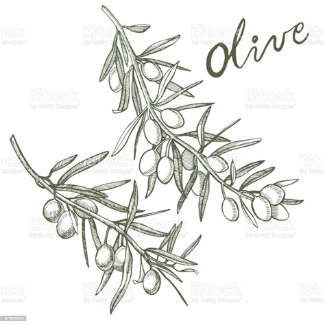 잘 익은 올리브의 기름으로 부 어 육즙입니다 농민 시장 메뉴 디자인 유기농 식품 포스터입니다 빈티지 손으로 그린 스케치 벡터 일러스트입니다 선형 그래픽입니다 0명에 대한