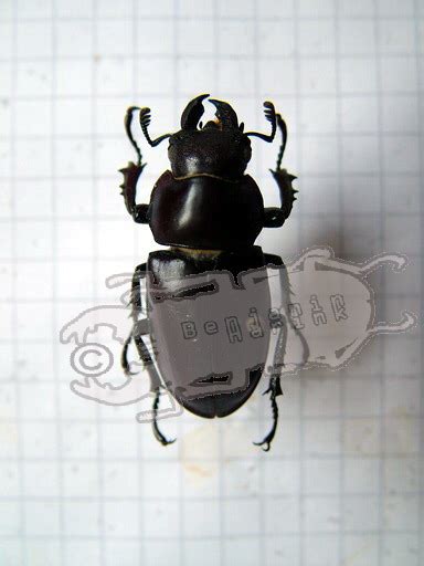 Genus Lucanus The Online Insect Musuem