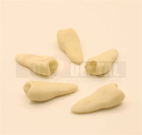 Natural Rooted Tooth 15 For Extraction Model One Dental Pty Ltd