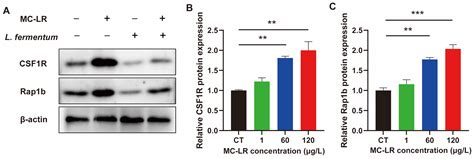 Lactobacillus Fermentum Alleviates The Colorectal Inflammation Induced By Low Dose Sub Chronic