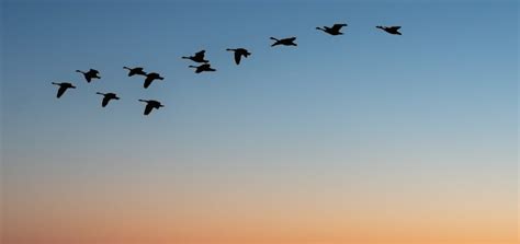 Macola Data Extraction Toolkit