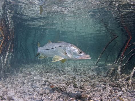 Speak Up For Floridas Snook Bonefish And Tarpon Trust