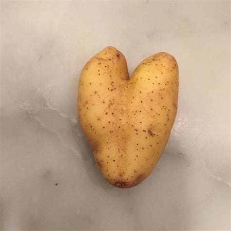 Potato Detection Object Detection Dataset And Pre Trained Model By Potato