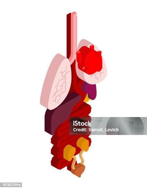아이소메트릭 내부 오르간입니다 3d 인체 해부학입니다 심 혼 및 두뇌 간 위 식도 그리고 췌 장입니다 신장 그리고 비장입니다