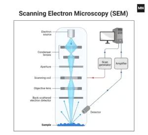 Scanning Electron Microscope Definition Parts Application Principle Advantages Biology