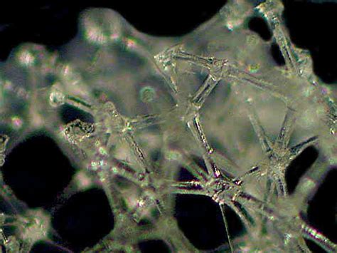 Hexactinellida Microscope