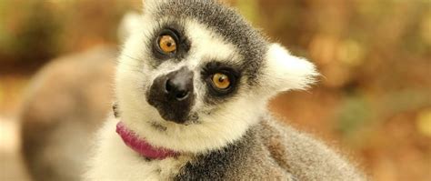 Prevent Visual Regression Bugs With Backstopjs Dev Community