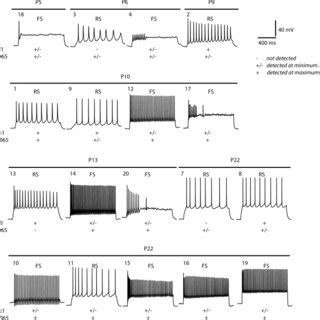 Assignment Of Neurons To Fast Spiking Or Regular Spiking Download Scientific Diagram