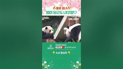 푸바오 엄마 당근 뺏어 먹던 시절ㅋㅋㅋ 애니멀봐 Shorts Youtube