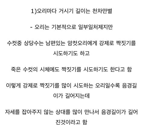 오리 성기의 특징 미스터리 공포 에펨코리아