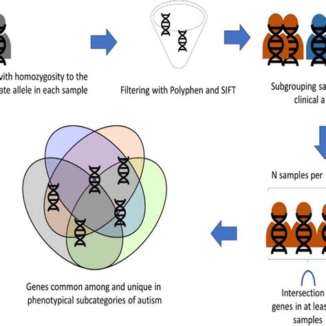Pipeline For The Identification Of Genes Which Characterize The Iq Download Scientific Diagram