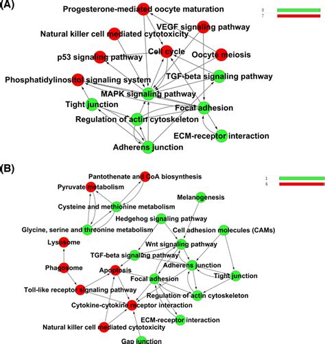Pathways Interaction Network Assigned With The Different Expression