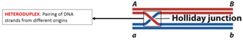 Genetics Lecture 14 Dna Recombination Flashcards Quizlet